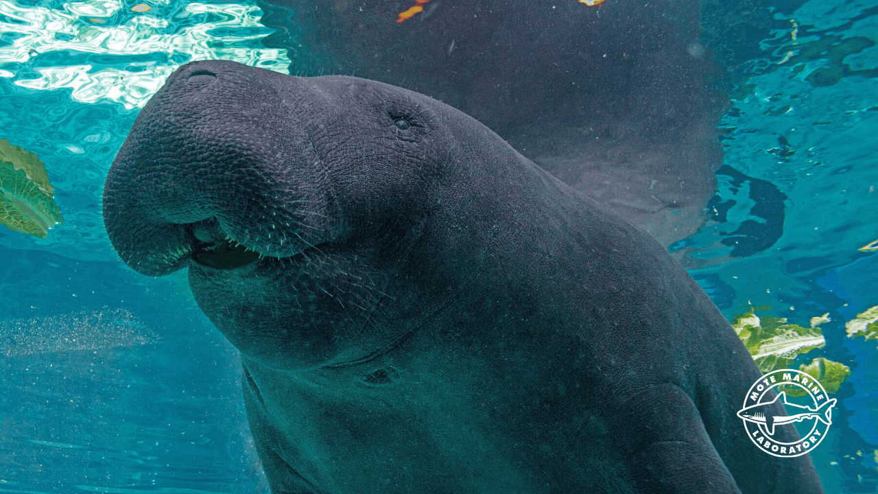 Mote’s resident manatee Hugh passes away | Mote Marine Laboratory ...