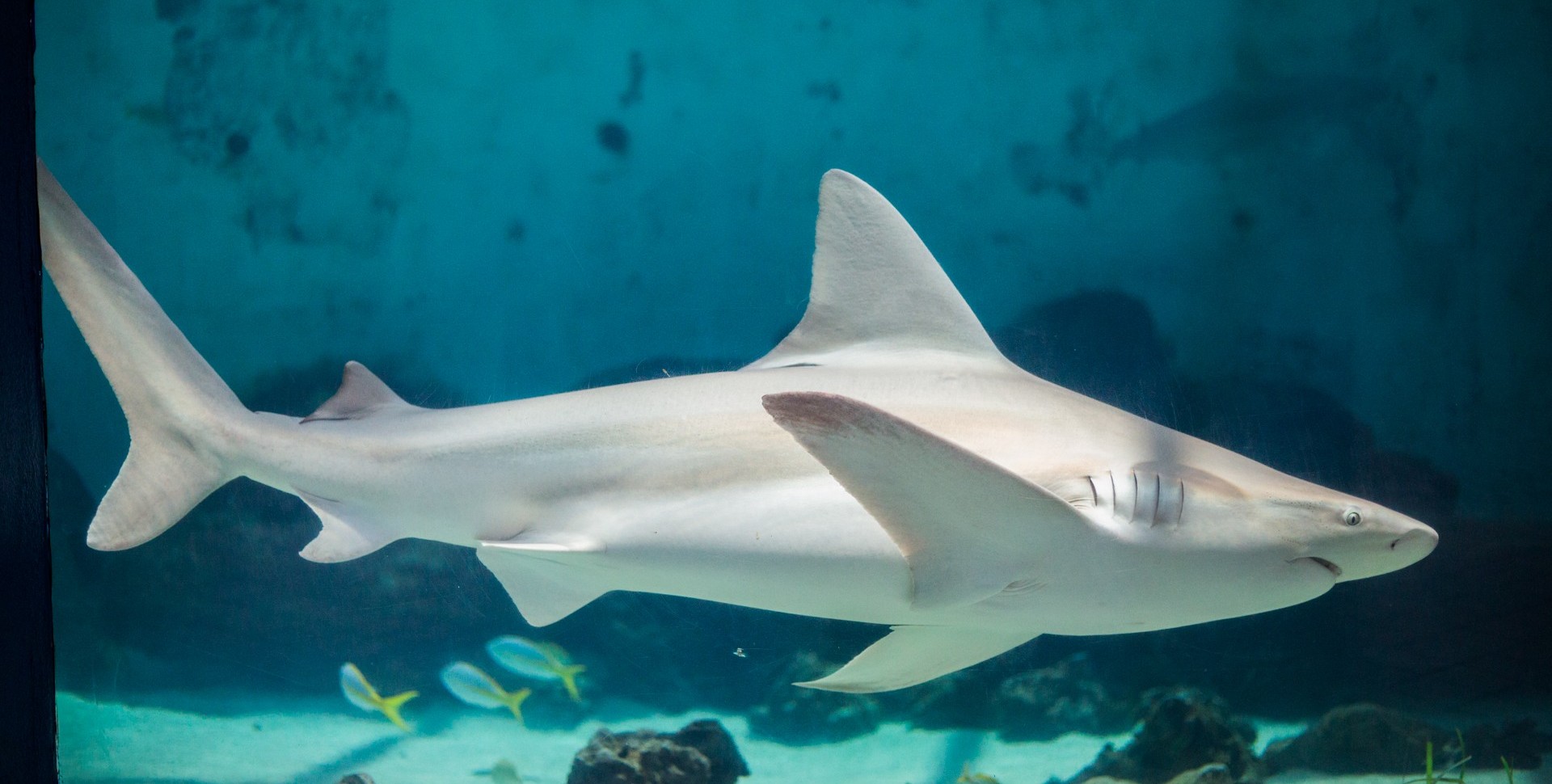 Education Programs | Mote Marine Laboratory & Aquarium