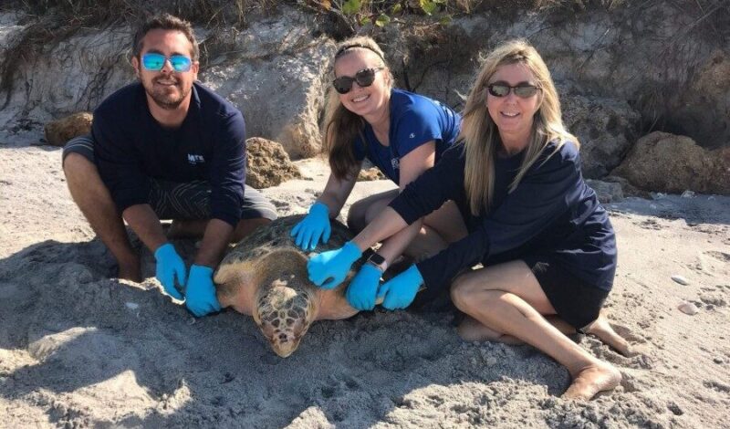 Sea turtle released after rehab at Mot | Mote Marine Laboratory & Aquarium