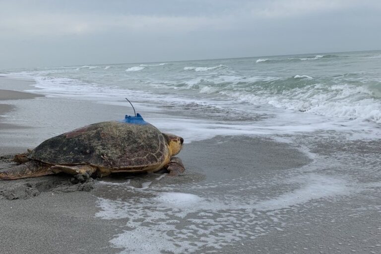 Sea Turtle Conservation & Research | Mote Marine Laboratory & Aquarium