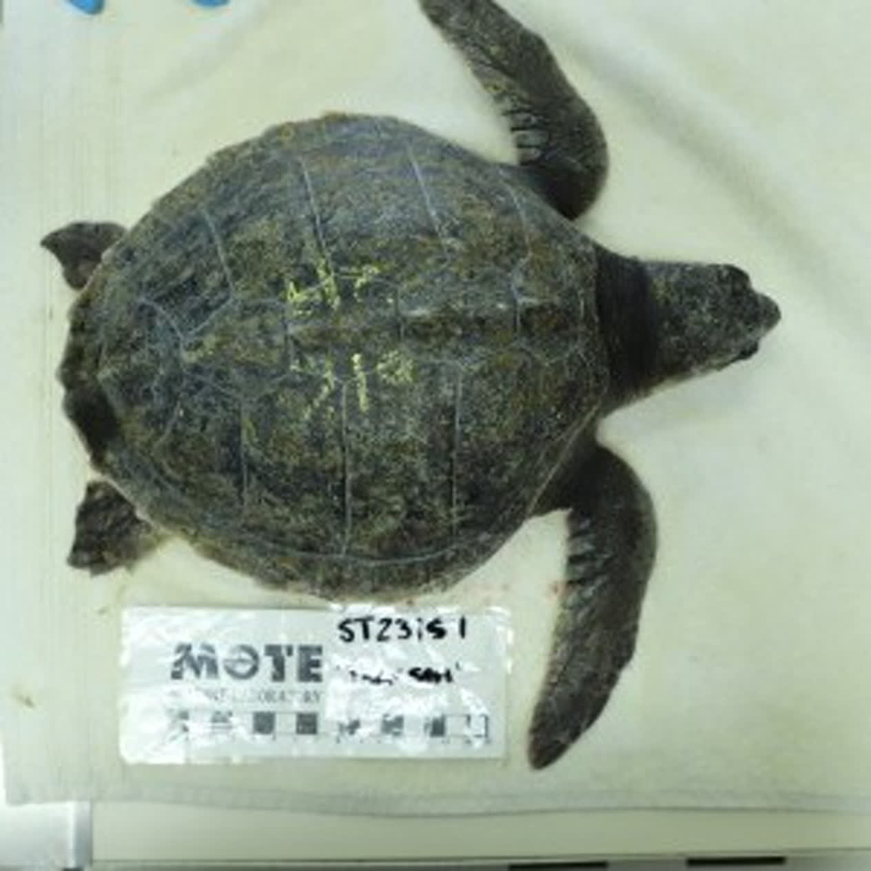 Jackson | Mote Marine Laboratory & Aquarium