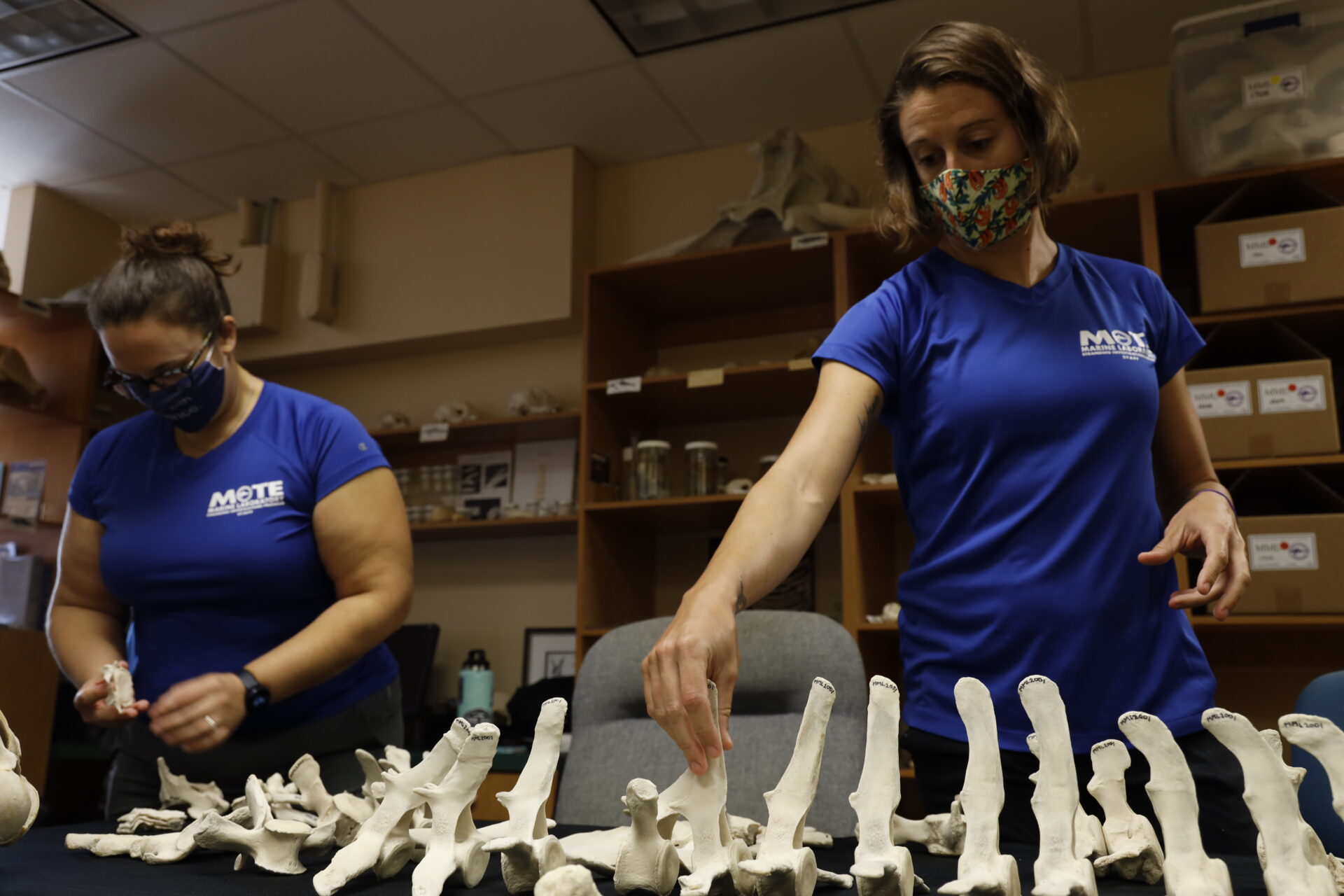 Stranding Investigations | Mote Marine Laboratory & Aquarium