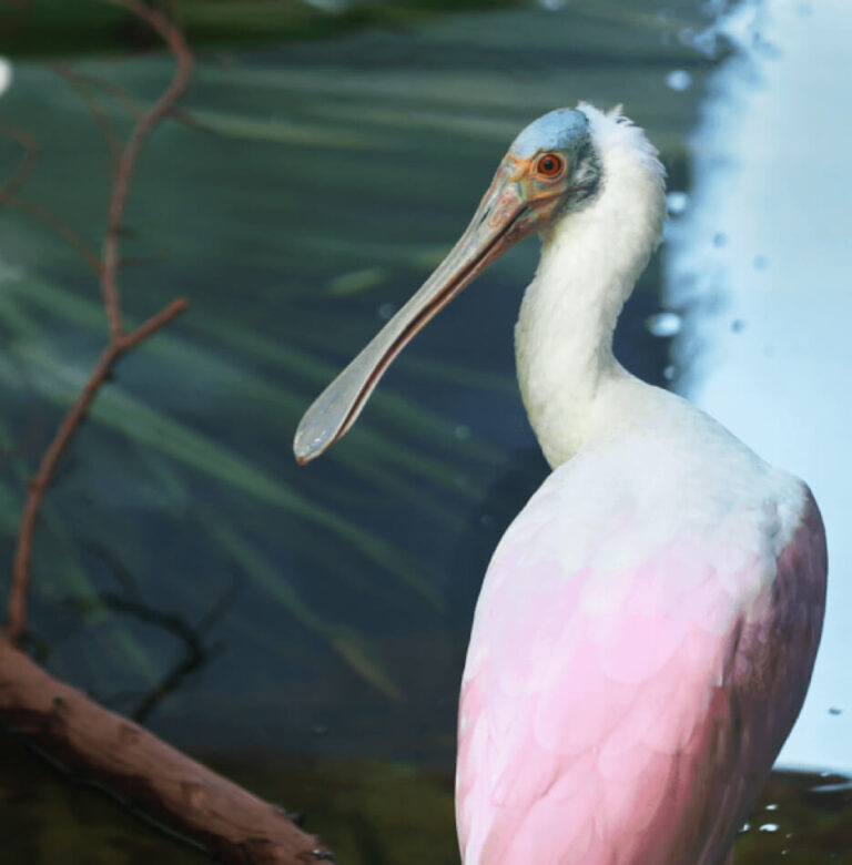 Aquarium | Mote Marine Laboratory & Aquarium