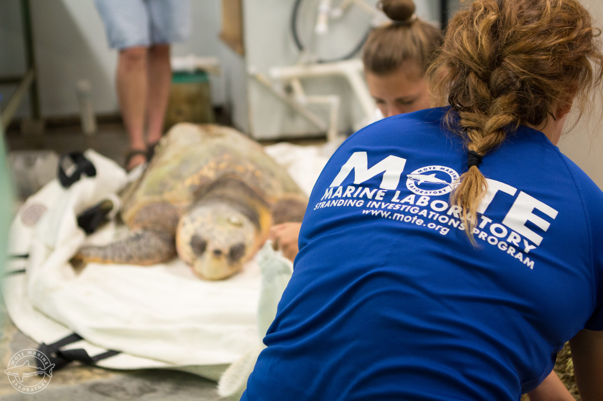 College Internship Program | Mote Marine Laboratory & Aquarium