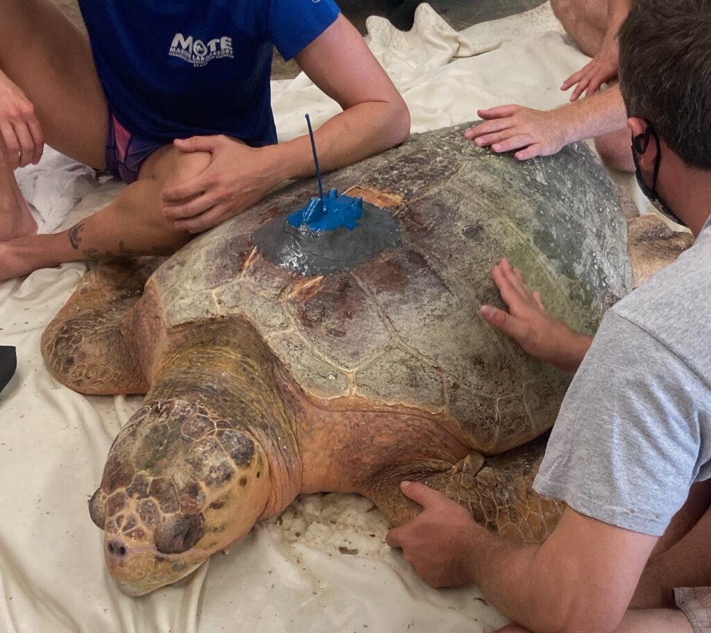 Previously Tracked Sea Turtles | Mote Marine Laboratory & Aquarium