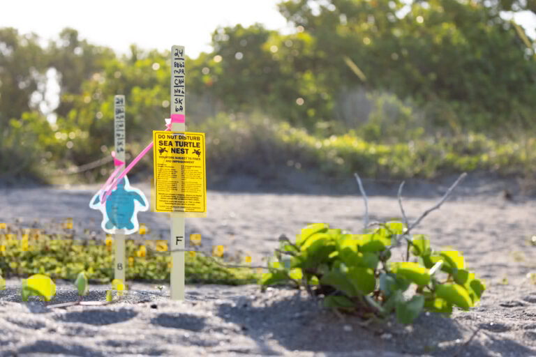 Help Sea Turtles | Mote Marine Laboratory & Aquarium