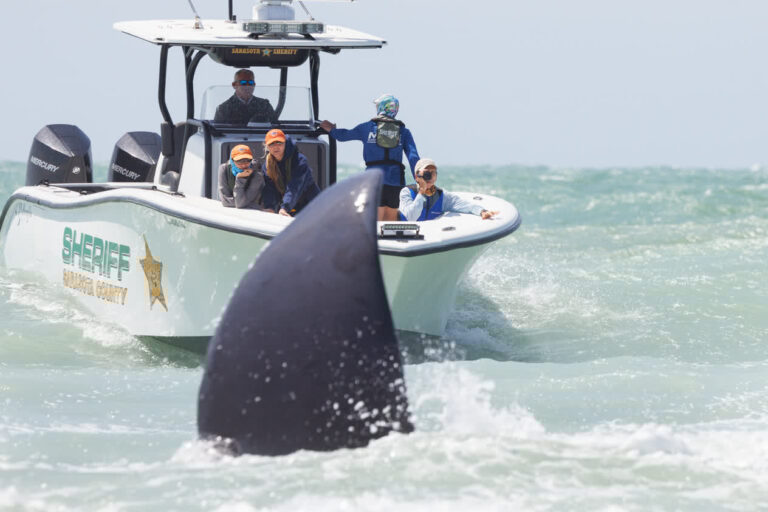 Marine Animal Rescue & Rehabilitation | Mote Marine Laboratory & Aquarium