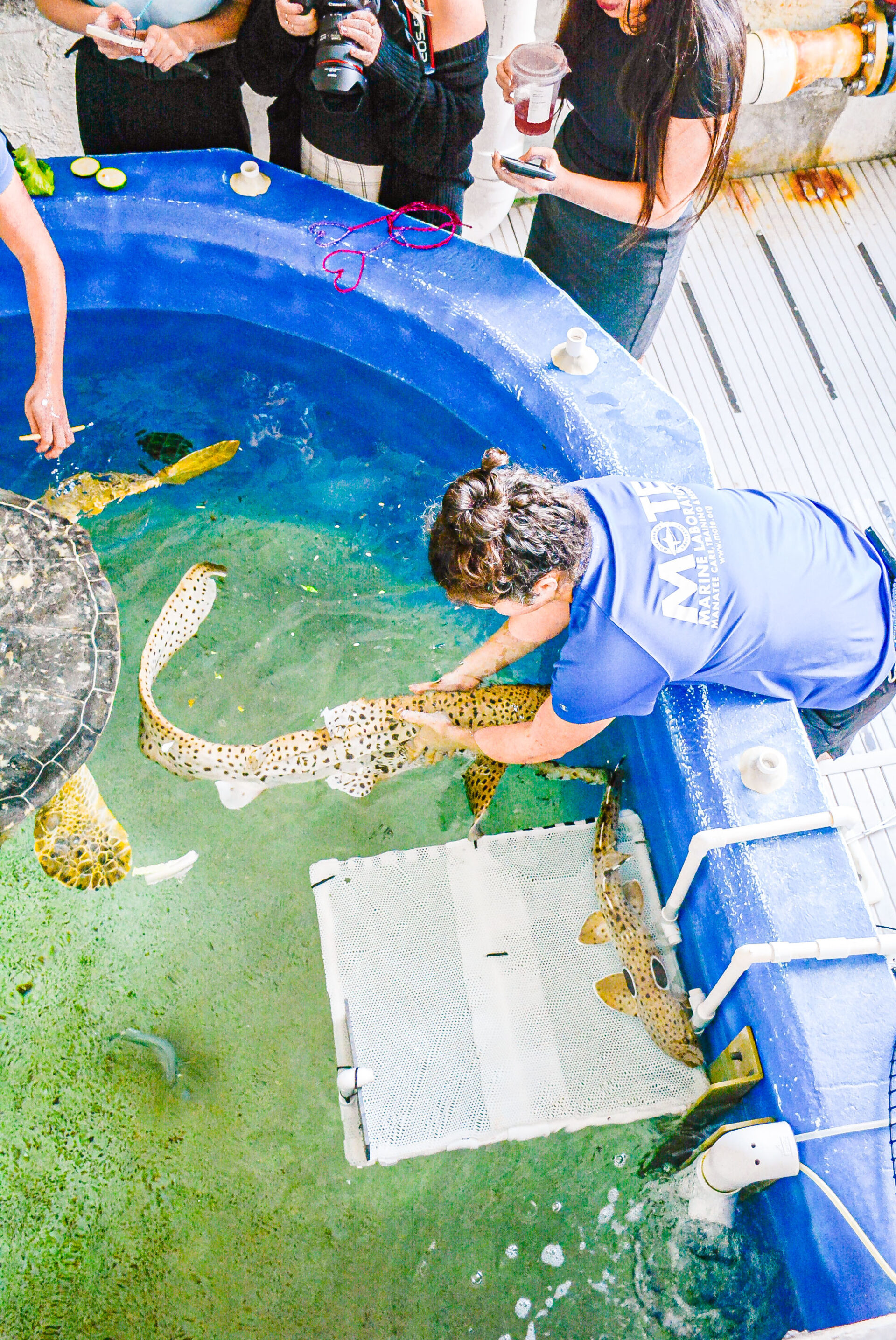 Mote Aquarium Sciences Apprenticeship Program (ASAP) | Mote Marine ...