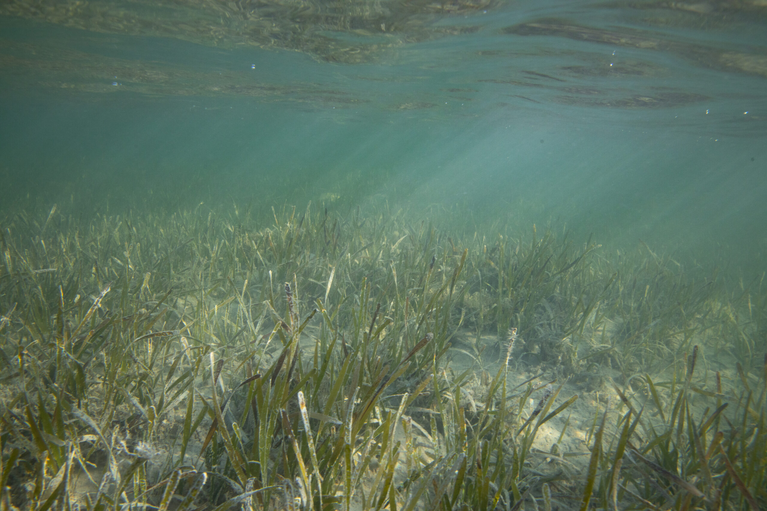 Red Tide Initiative Quick Links & Forecasts | Mote Marine Laboratory ...