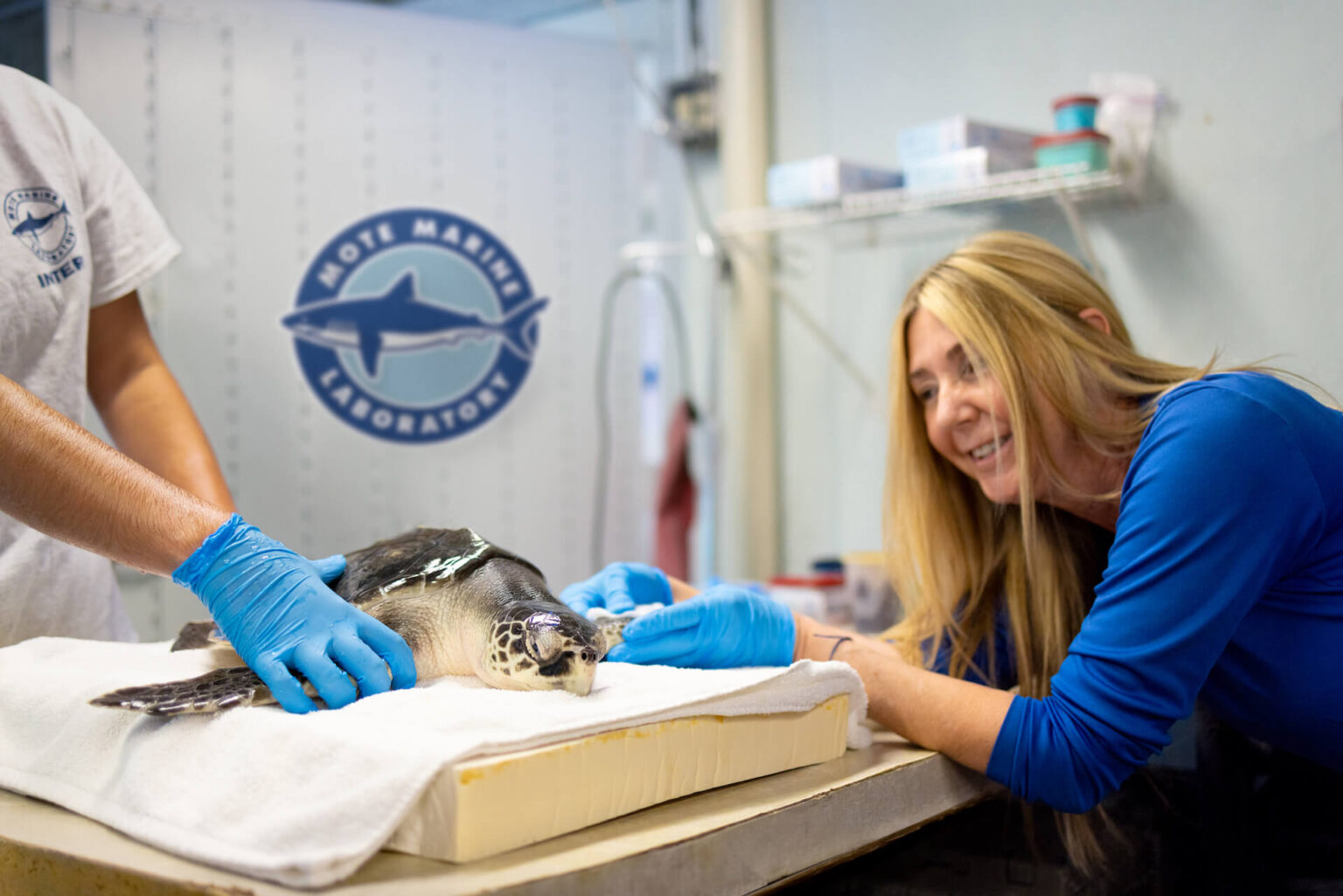 Marine Animal Rescue & Rehabilitation | Mote Marine Laboratory & Aquarium