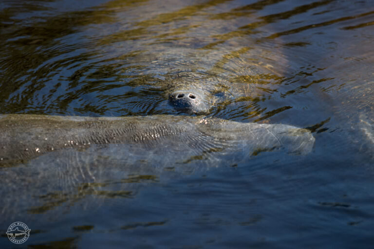 Florida manatee | Mote Marine Laboratory & Aquarium