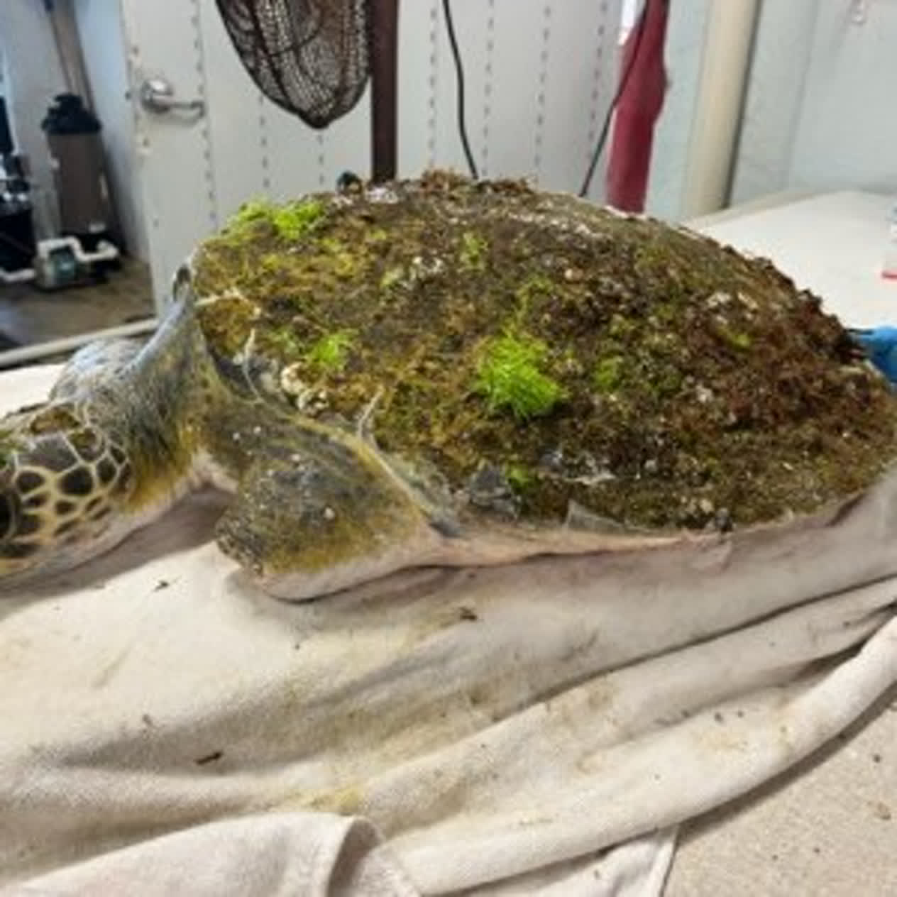 Traqua | Mote Marine Laboratory & Aquarium