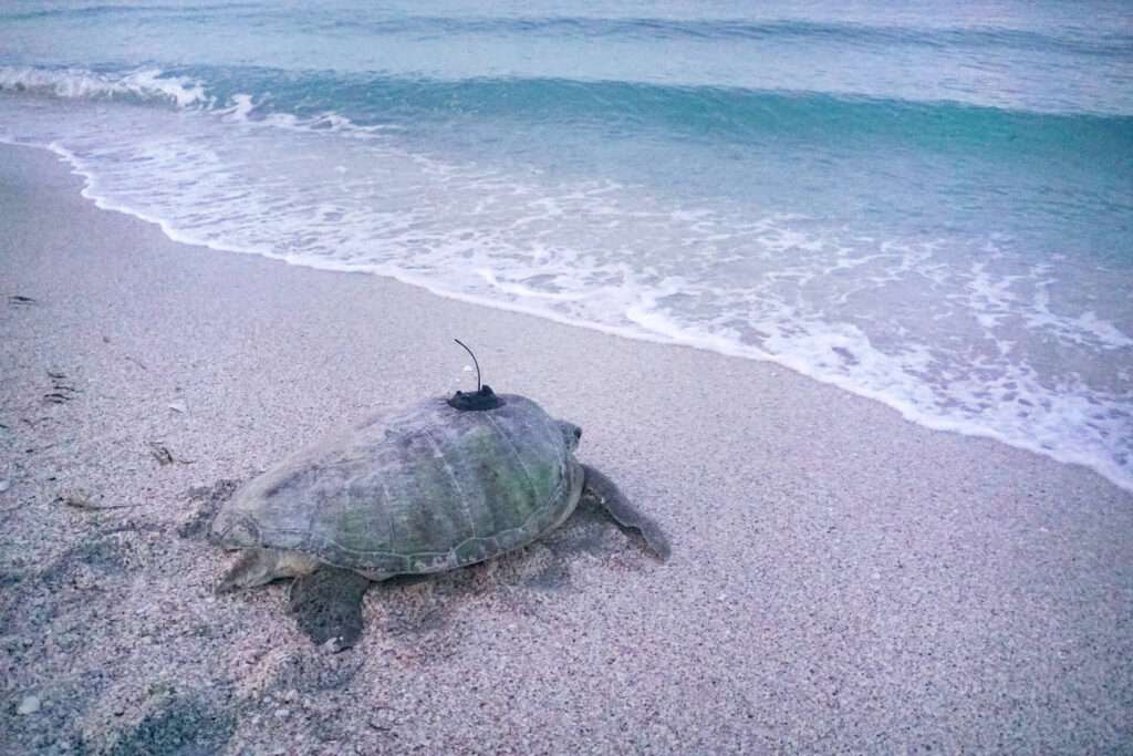 Previously Tracked Sea Turtles | Mote Marine Laboratory & Aquarium
