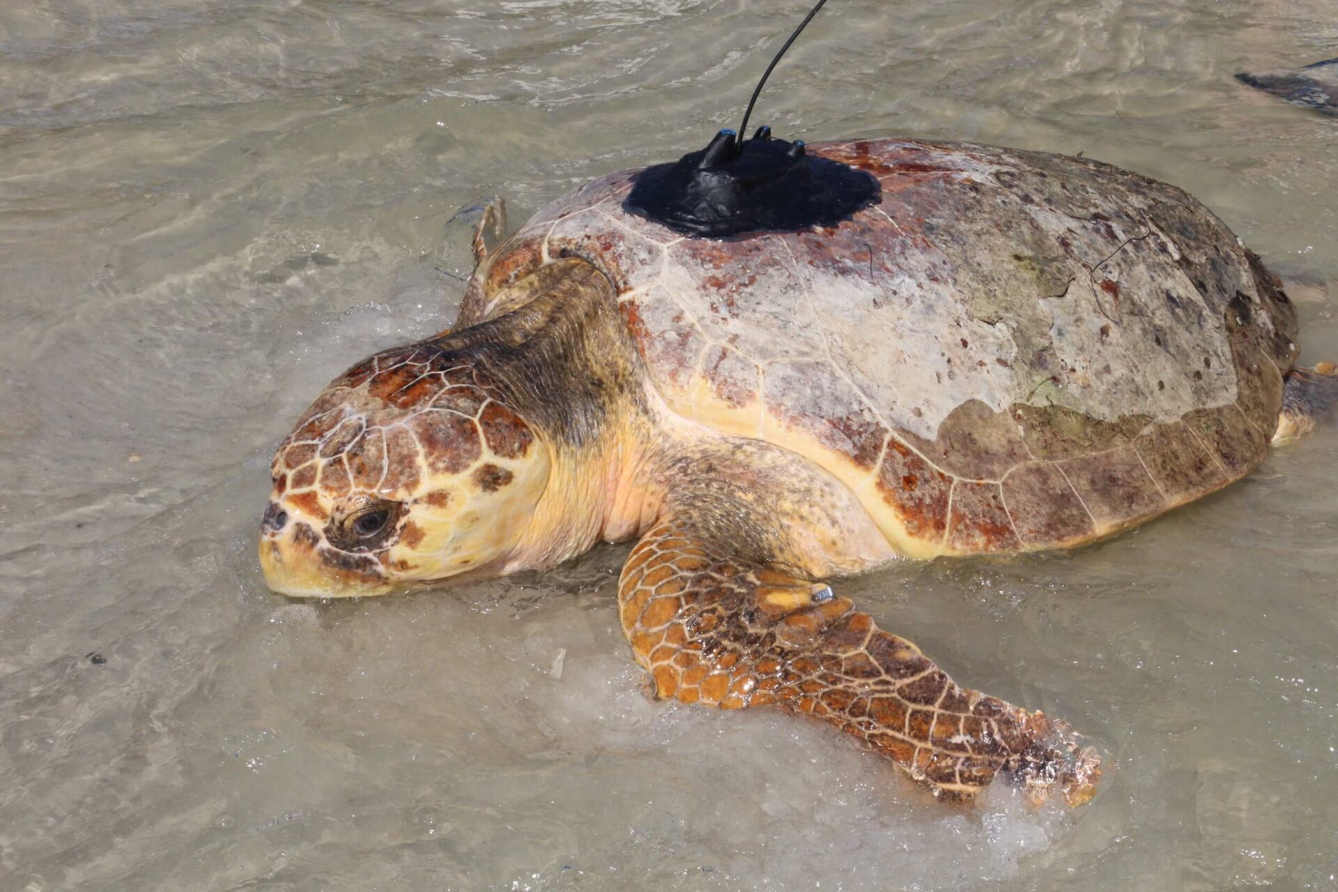 Previously Tracked Sea Turtles | Mote Marine Laboratory & Aquarium
