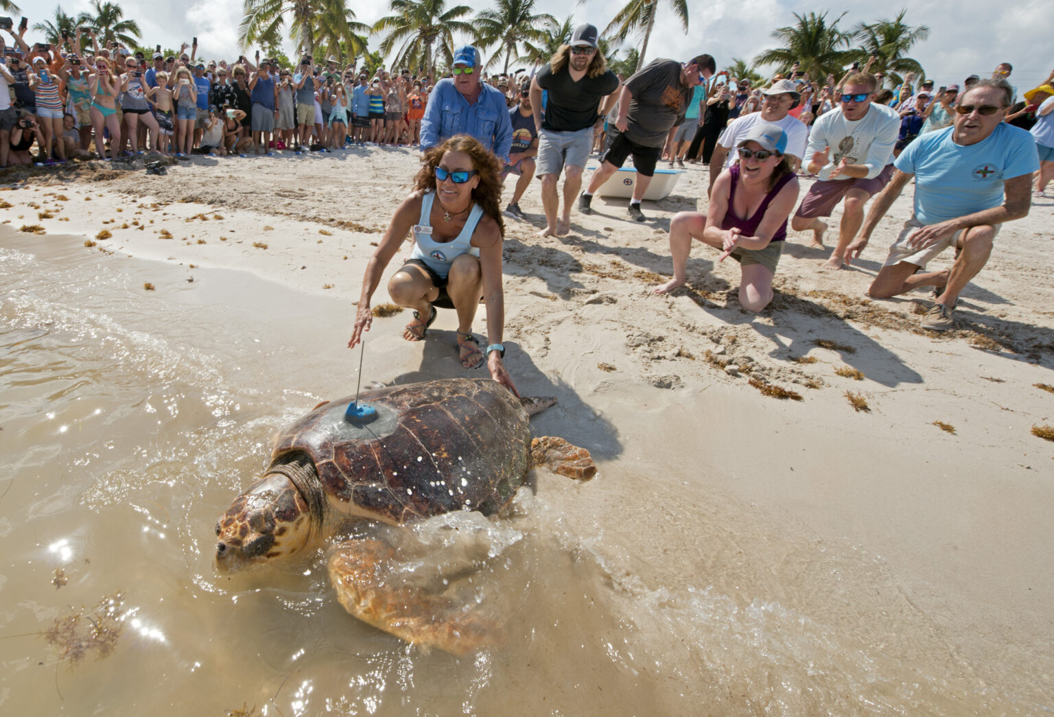 Previously Tracked Sea Turtles | Mote Marine Laboratory & Aquarium