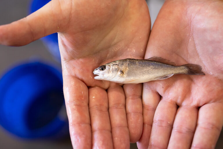 Fisheries & Aquaculture | Mote Marine Laboratory & Aquarium