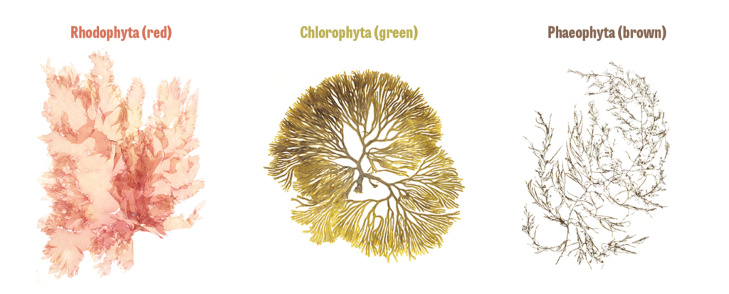 Susanna Dudley Macroalgae Herbarium | Mote Marine Laboratory & Aquarium