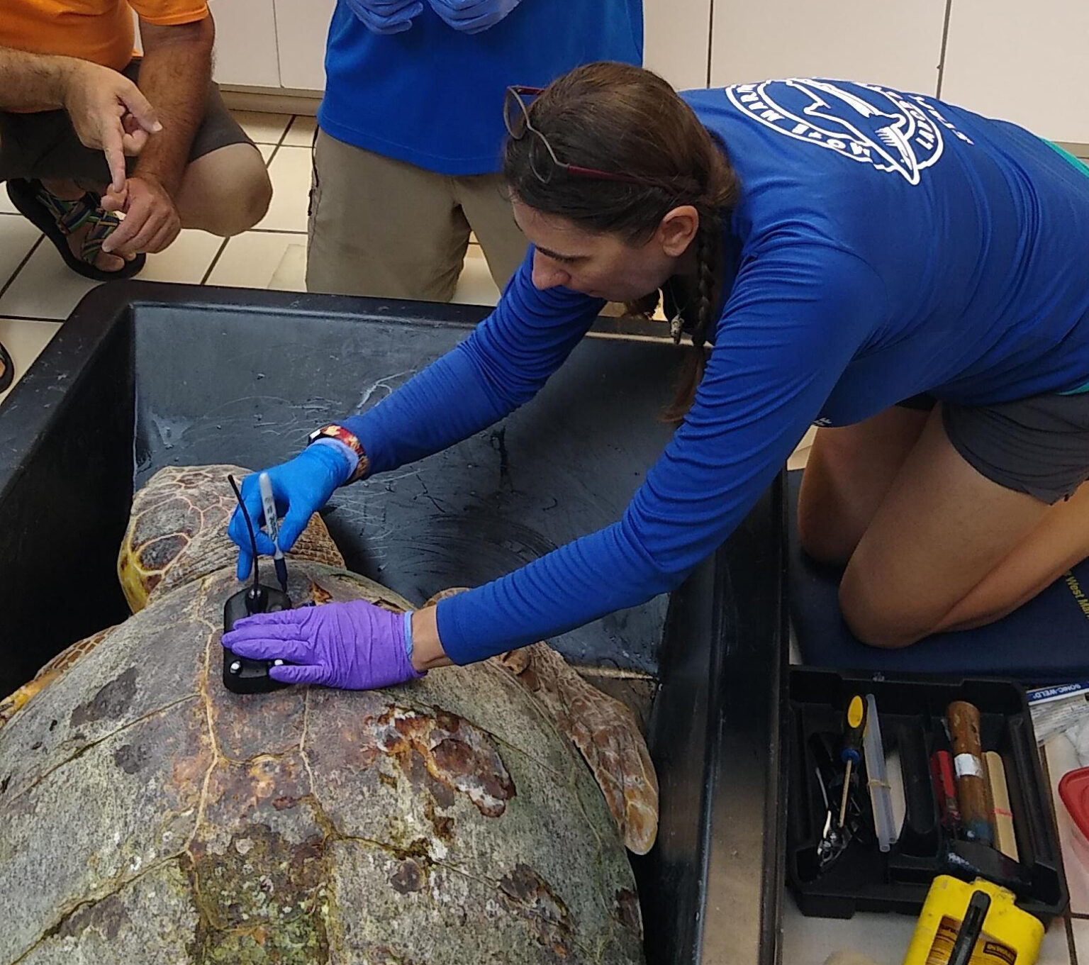 Previously Tracked Sea Turtles | Mote Marine Laboratory & Aquarium