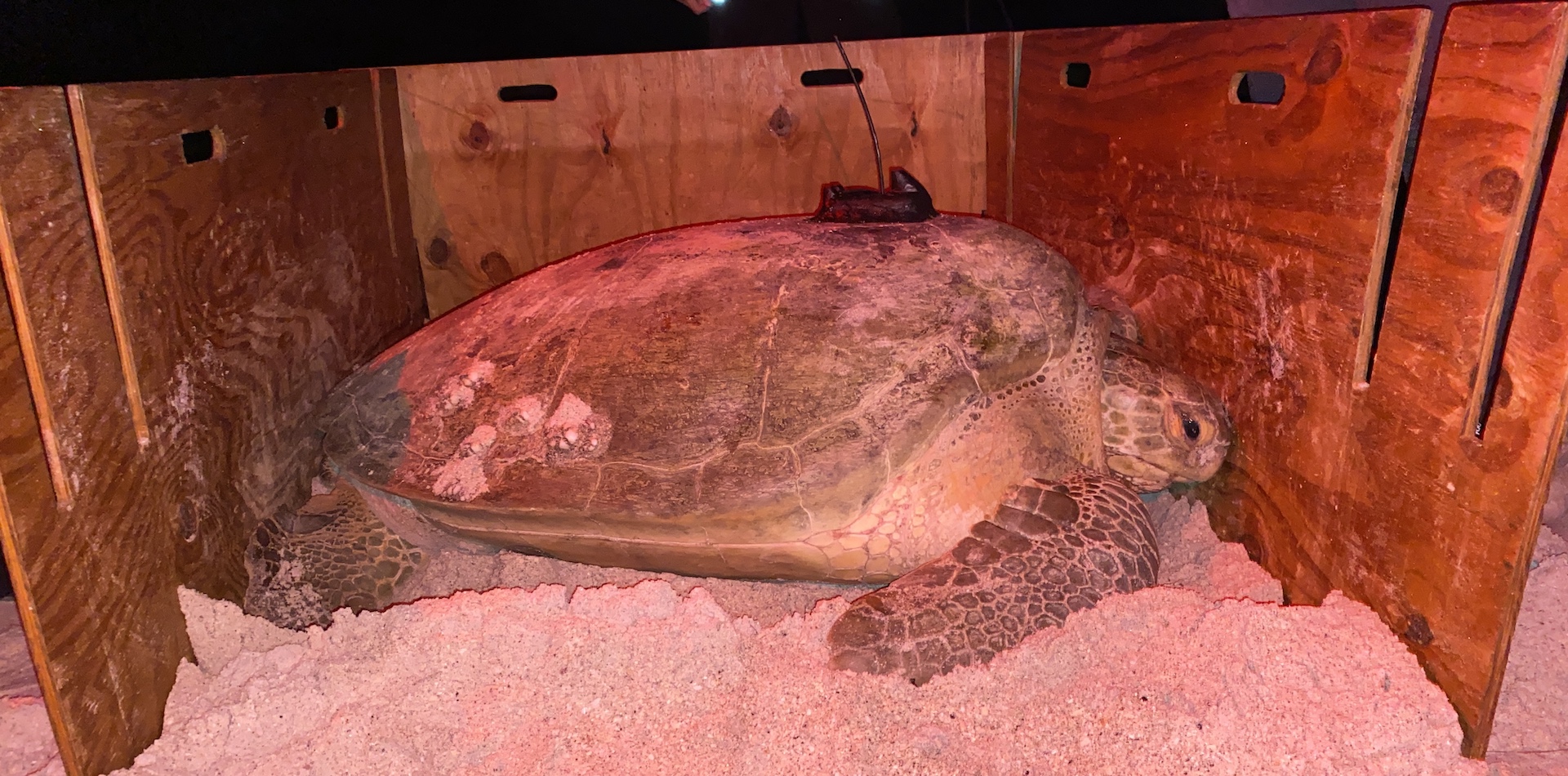 Previously Tracked Sea Turtles | Mote Marine Laboratory & Aquarium