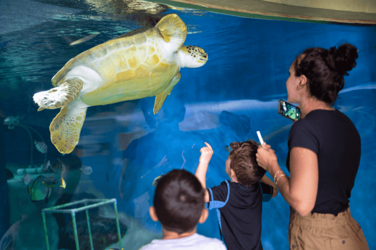 Aquarium | Mote Marine Laboratory & Aquarium