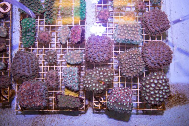 Coral Restoration: Land-Based Coral Nursery Internship | Mote Marine ...