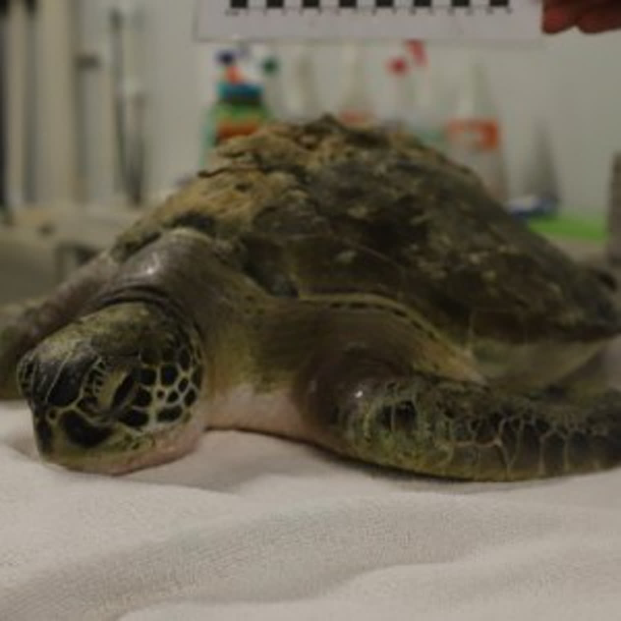 Acadia | Mote Marine Laboratory & Aquarium