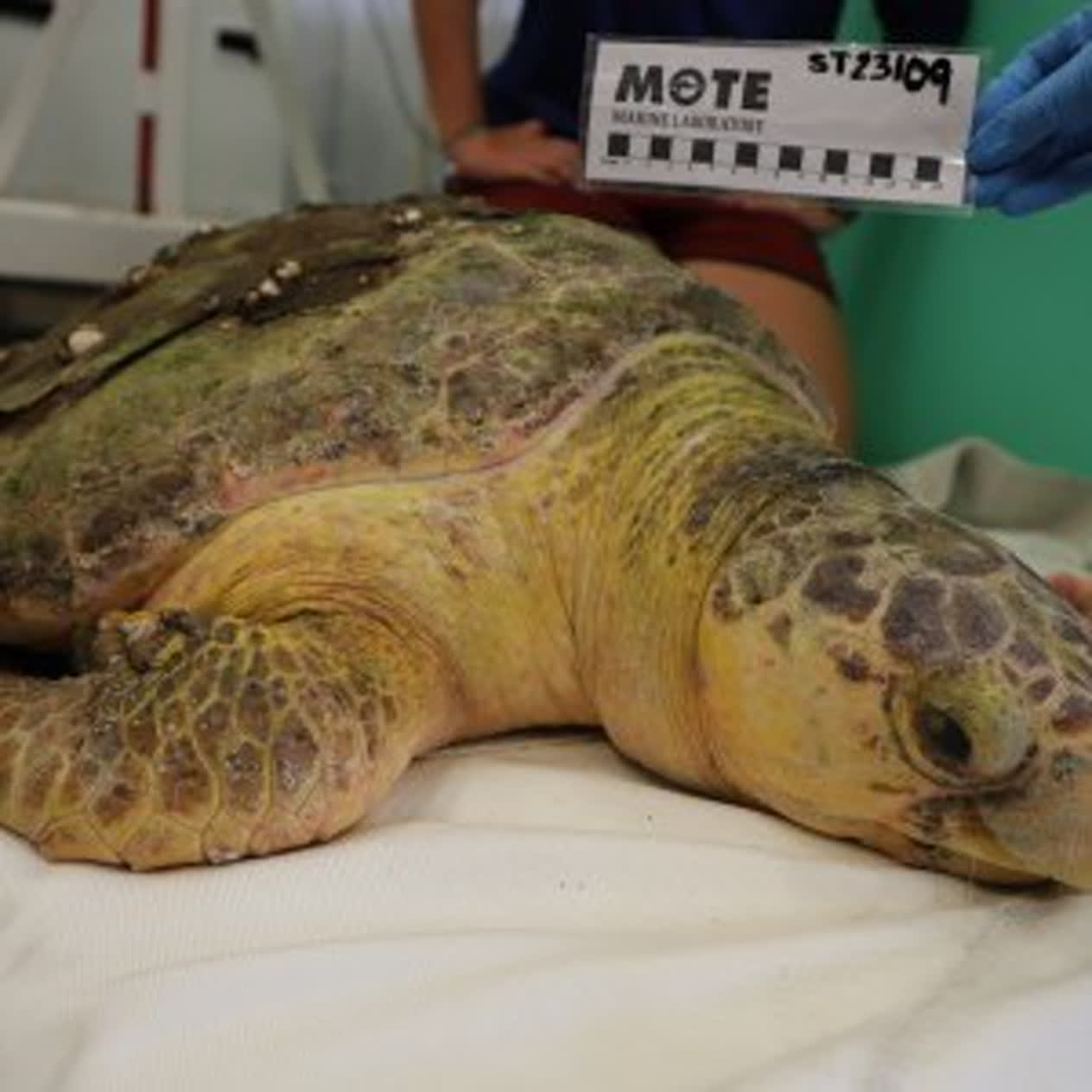 Frigg | Mote Marine Laboratory & Aquarium