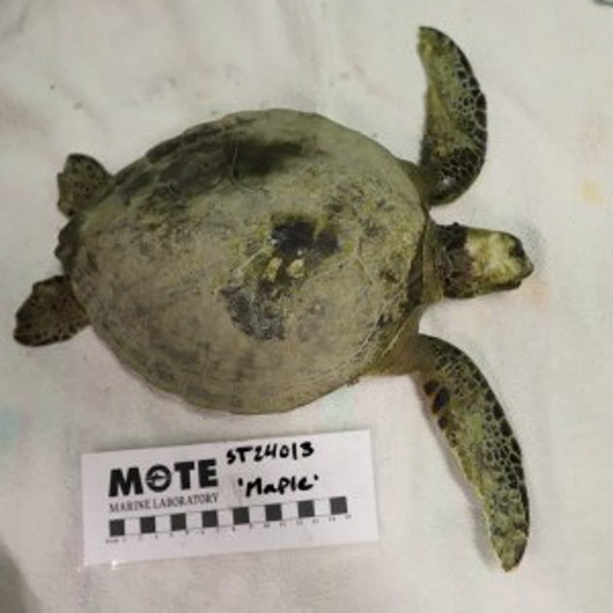 Maple | Mote Marine Laboratory & Aquarium