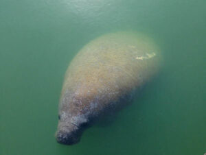 Aquarium | Mote Marine Laboratory & Aquarium