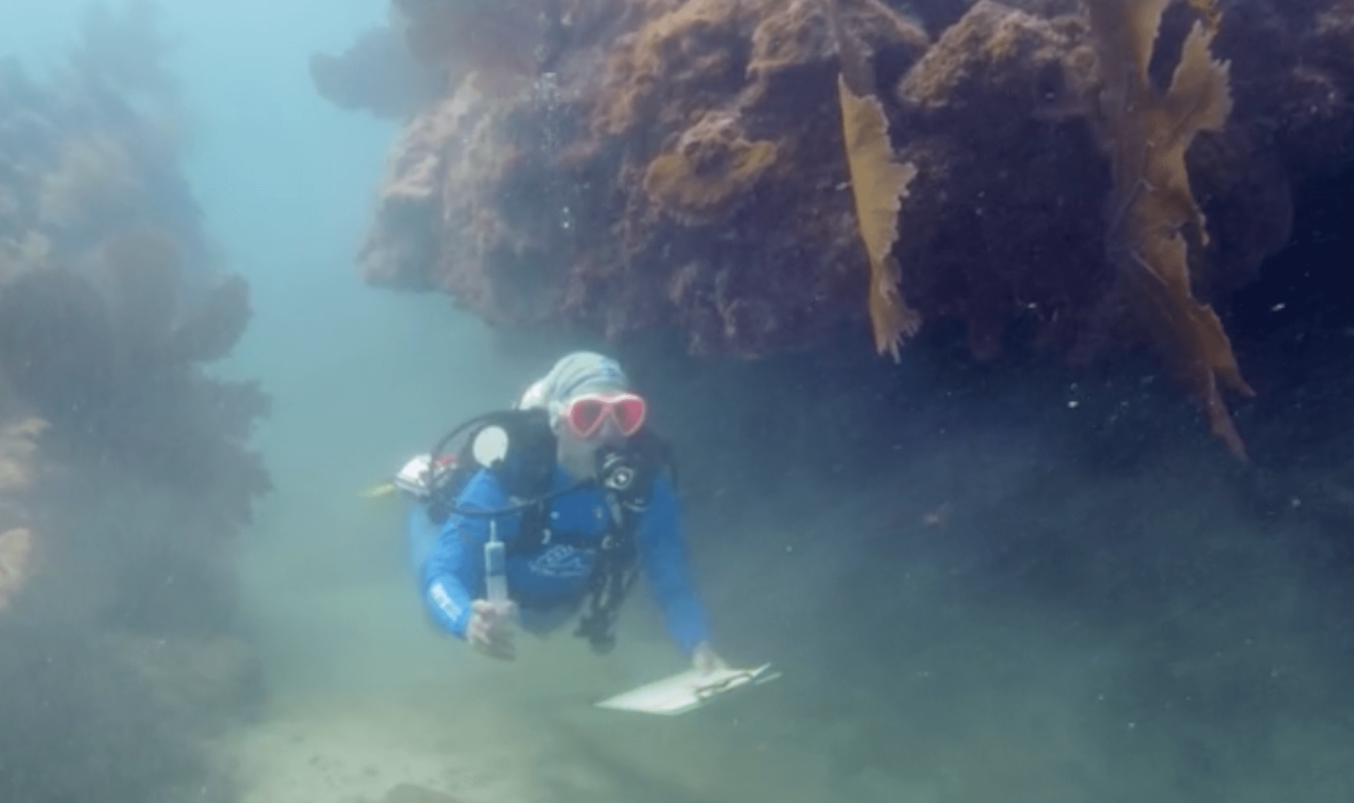 Research | Mote Marine Laboratory & Aquarium