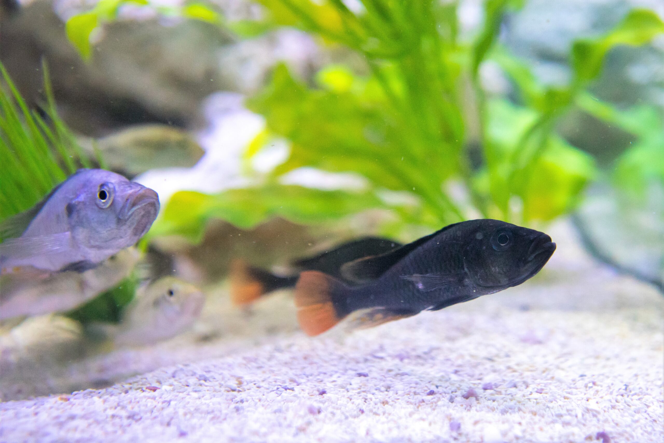 This fish in Mote Aquarium may be extinct in nature — and it has quite ...