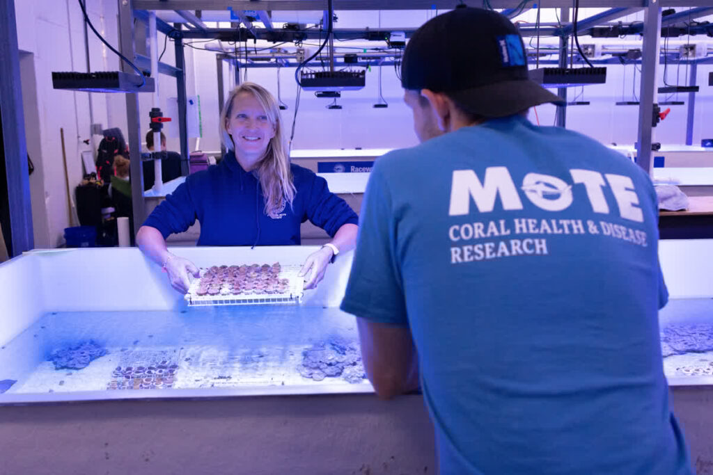 Work With Us (Summerland Key) | Mote Marine Laboratory & Aquarium