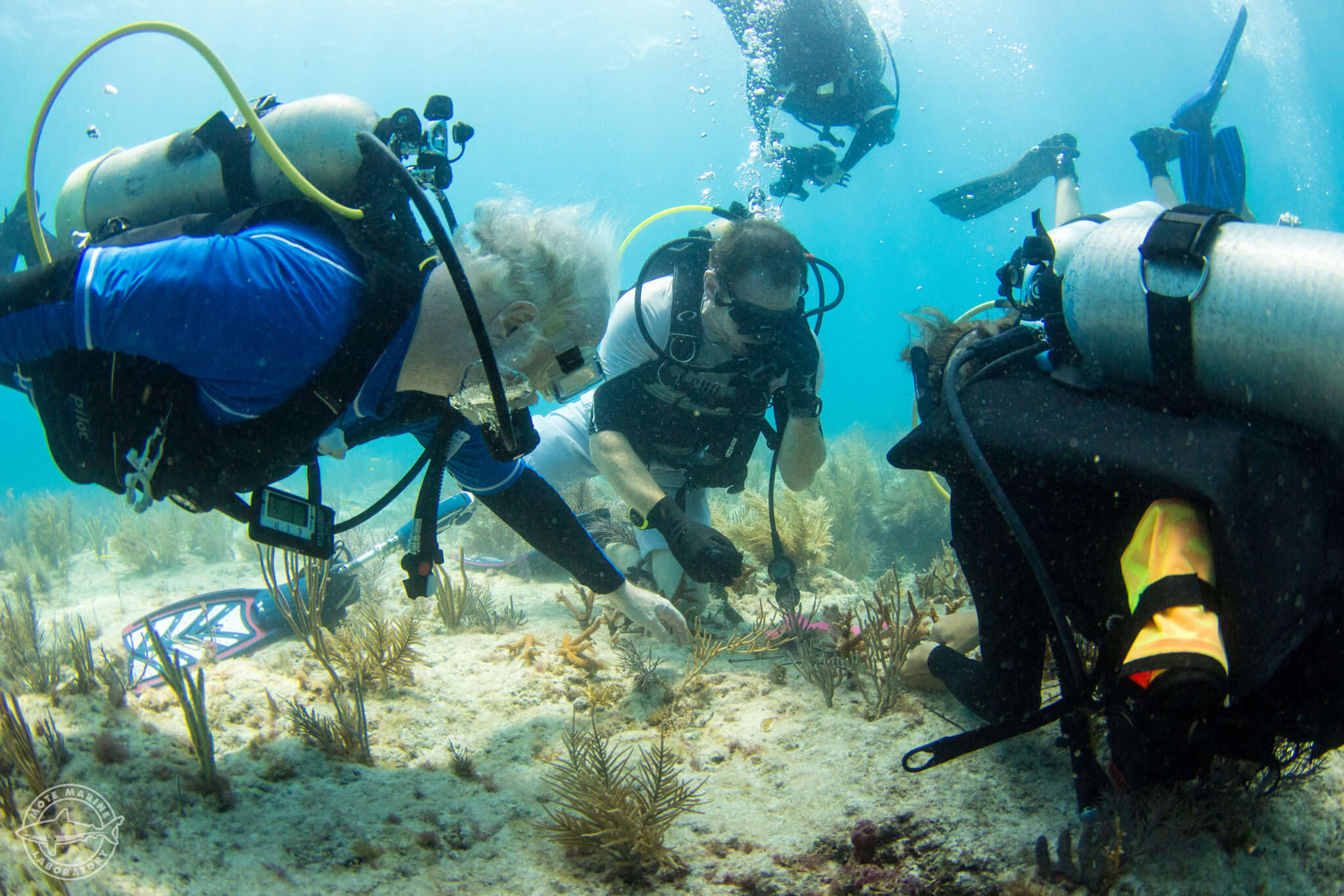 NSF REU Internships | Mote Marine Laboratory & Aquarium