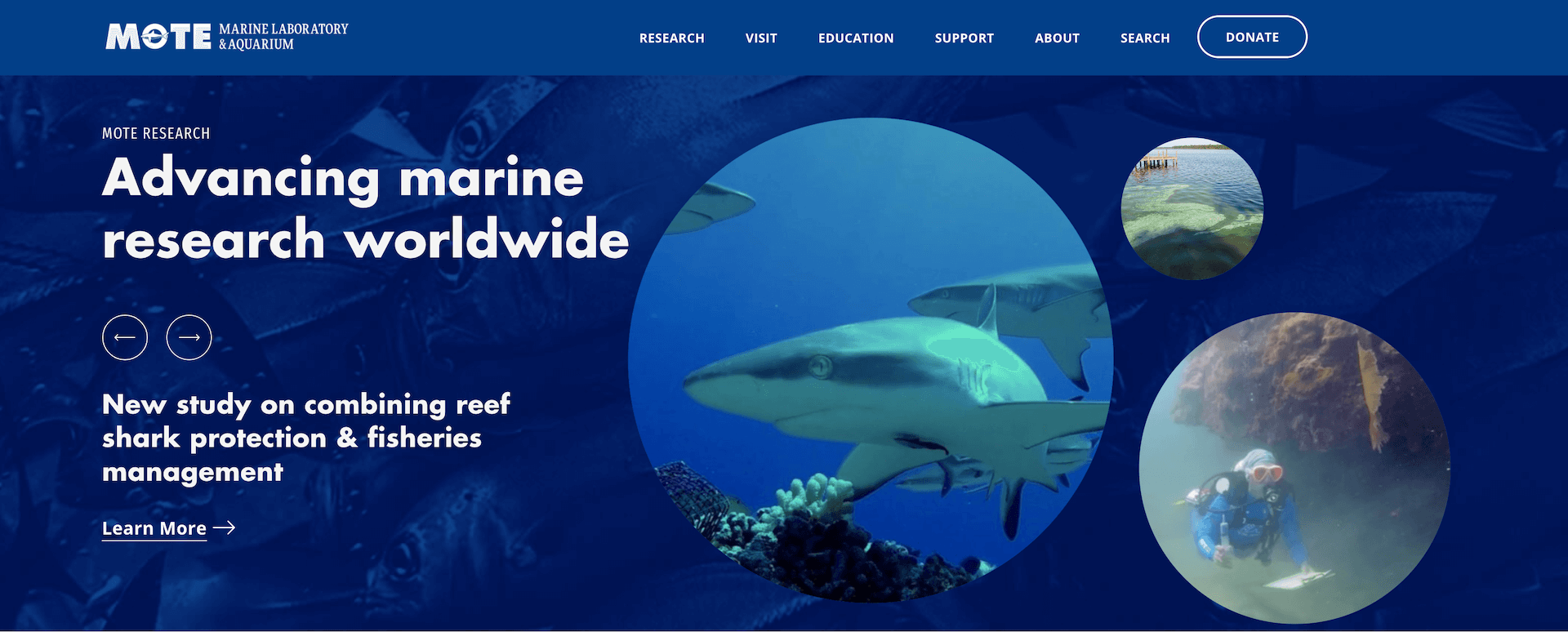 Mote’s New Website Makes a Splash | Mote Marine Laboratory & Aquarium