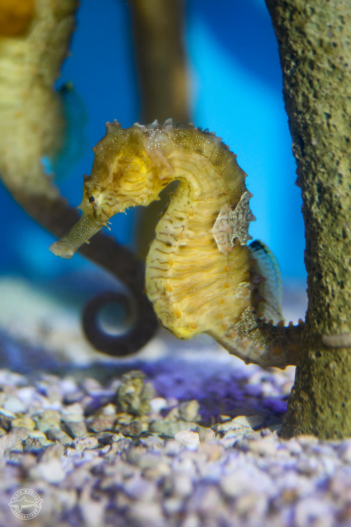 Northern seahorse | Mote Marine Laboratory & Aquarium