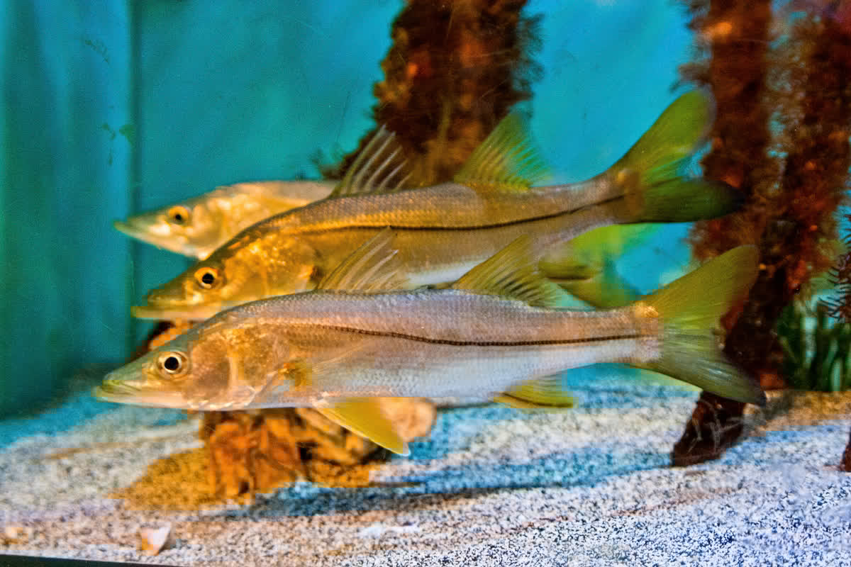 Common snook | Mote Marine Laboratory & Aquarium