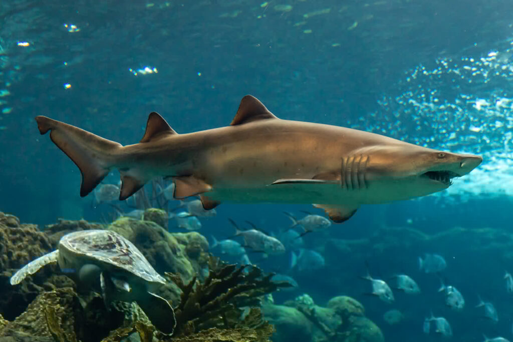 Sand tiger shark Mote Marine Laboratory Aquarium