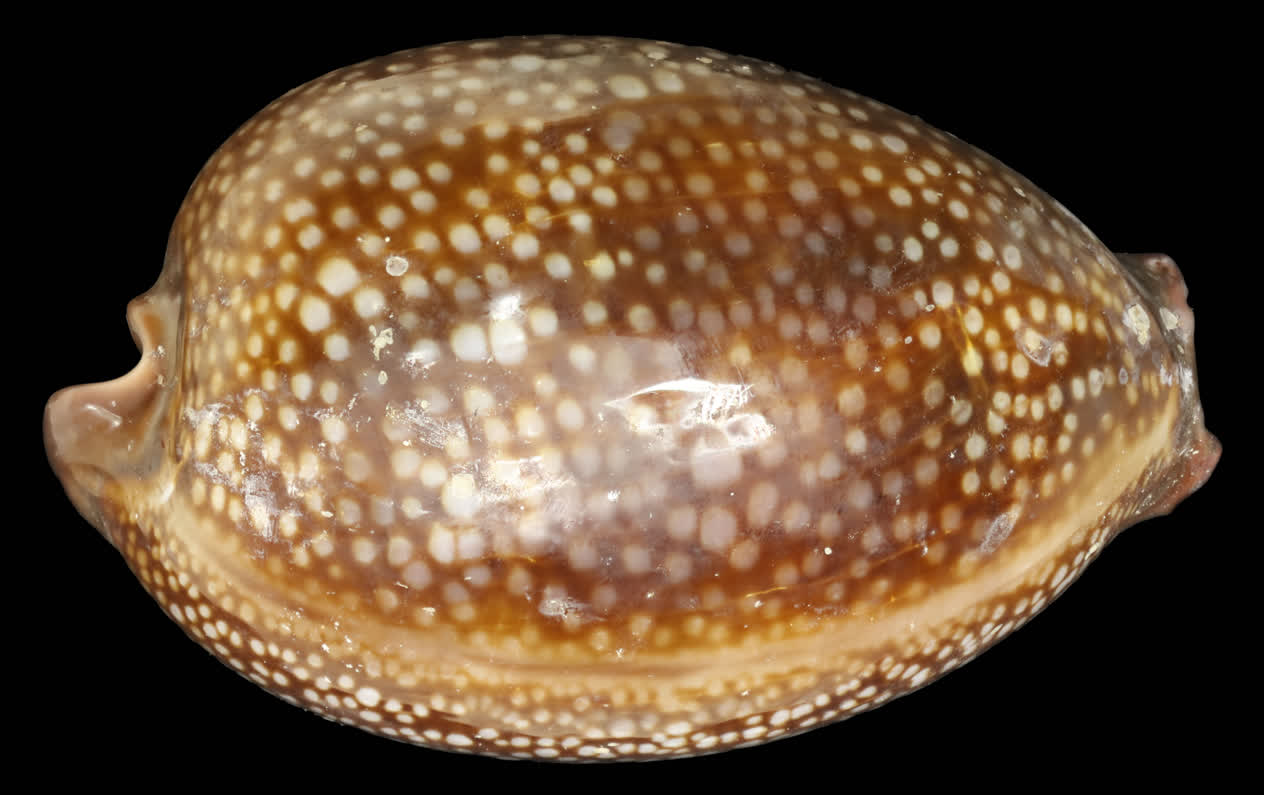 Species Archive | Mote Marine Laboratory & Aquarium