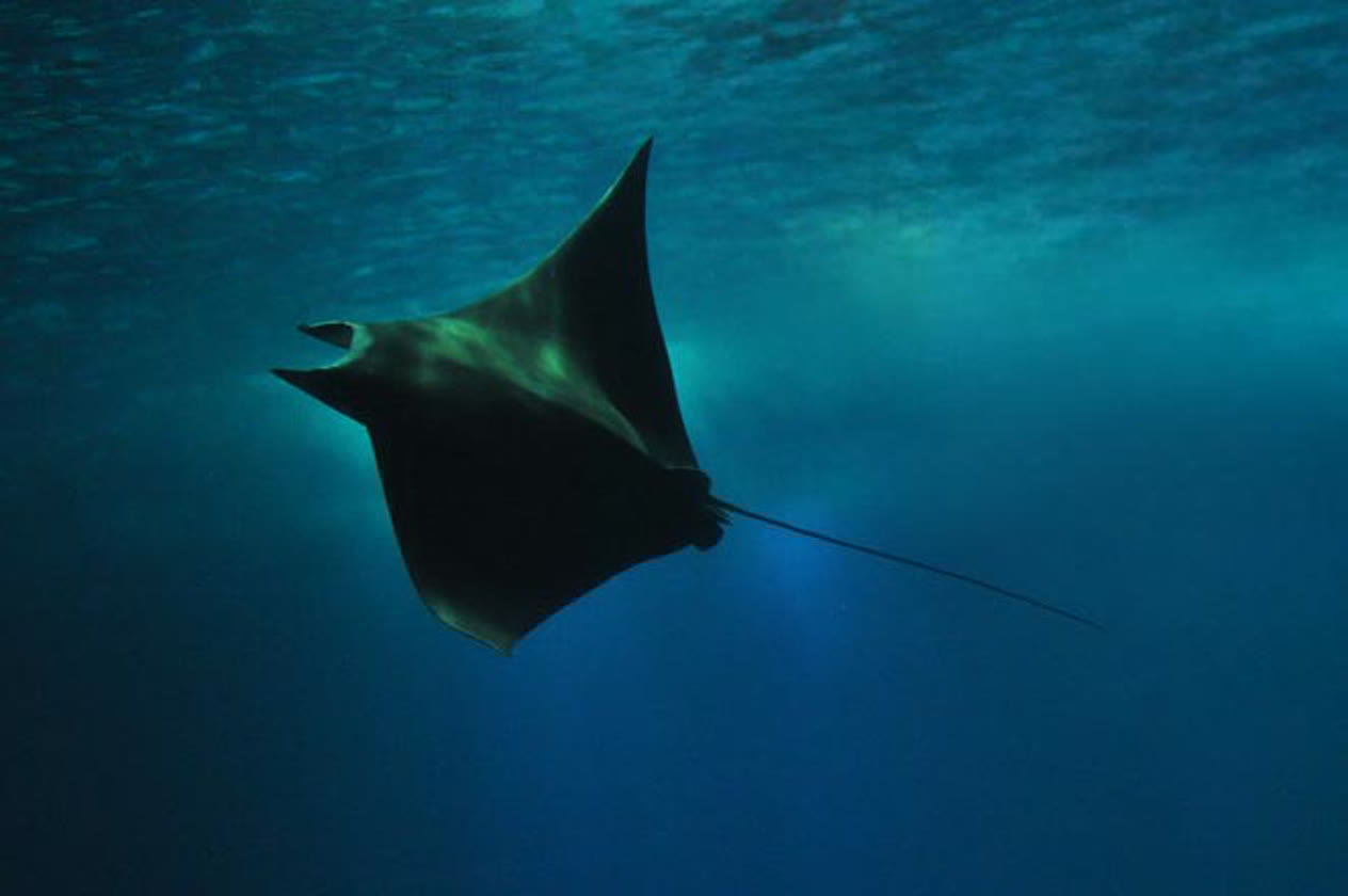Lesser devil ray | Mote Marine Laboratory & Aquarium