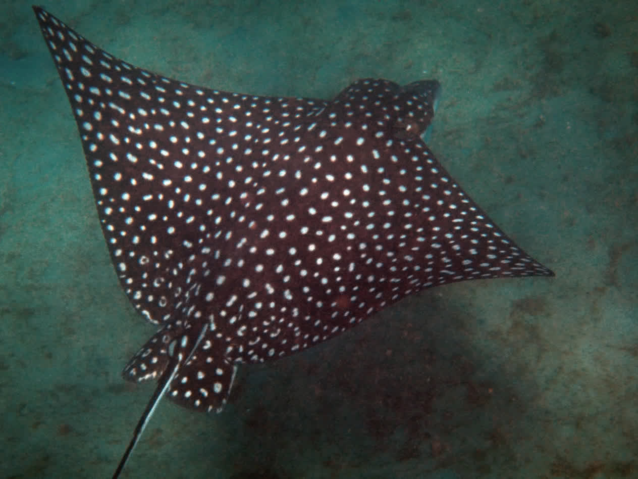 Spotted eagle ray | Mote Marine Laboratory & Aquarium