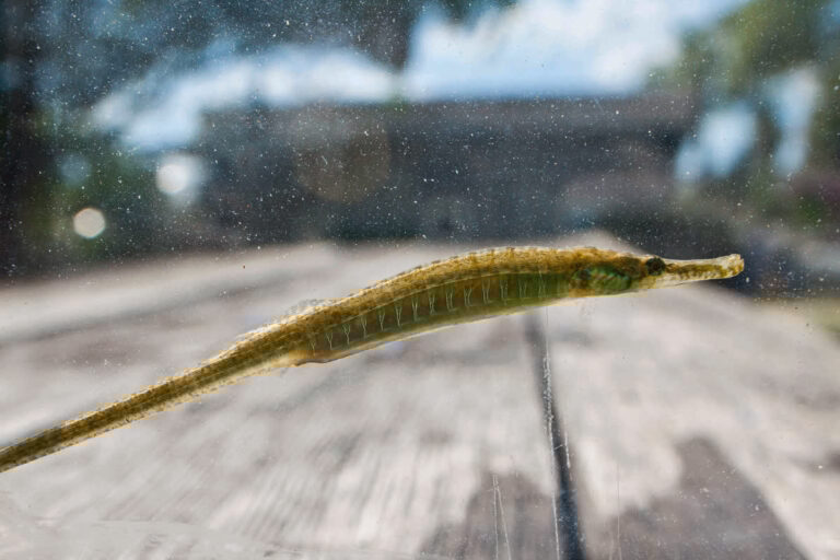 Gulf pipefish | Mote Marine Laboratory & Aquarium
