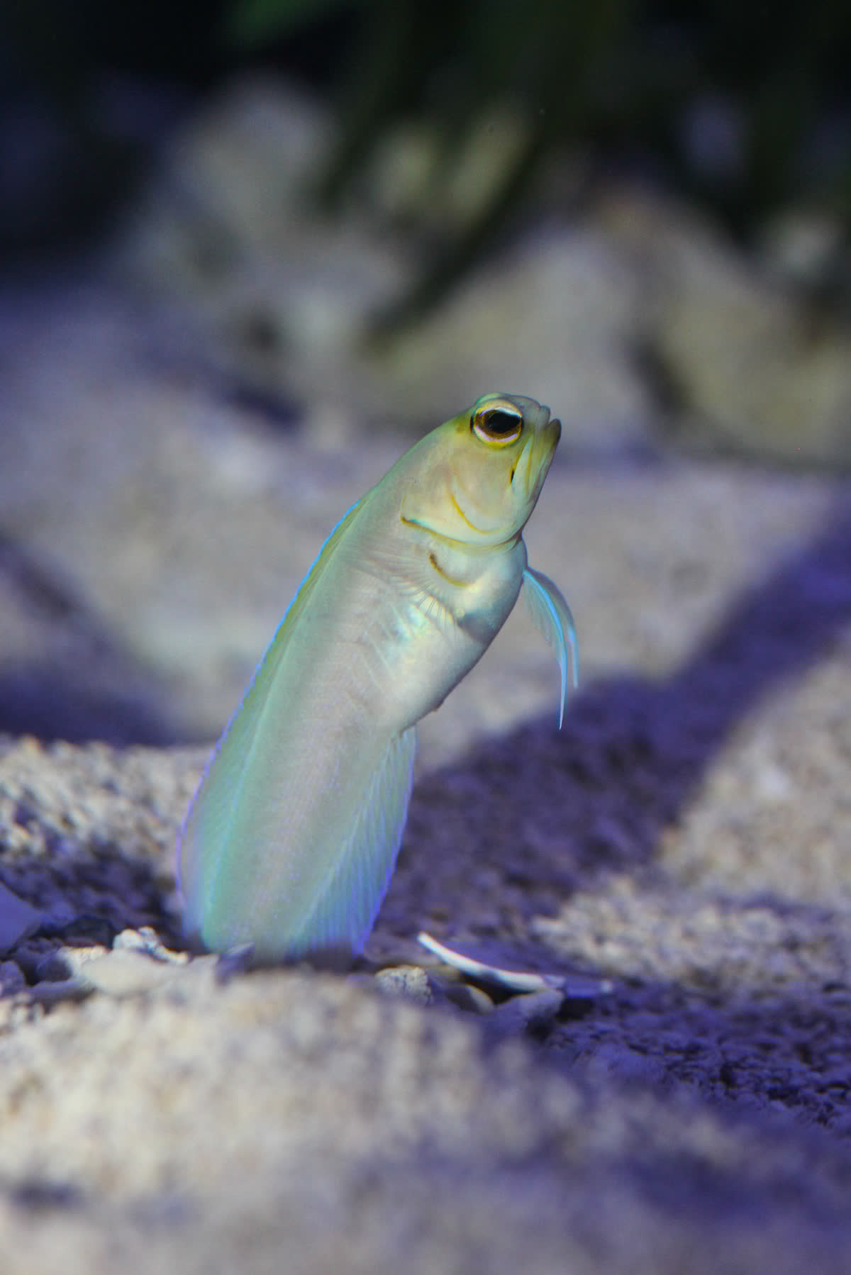 Yellowhead jawfish | Mote Marine Laboratory & Aquarium