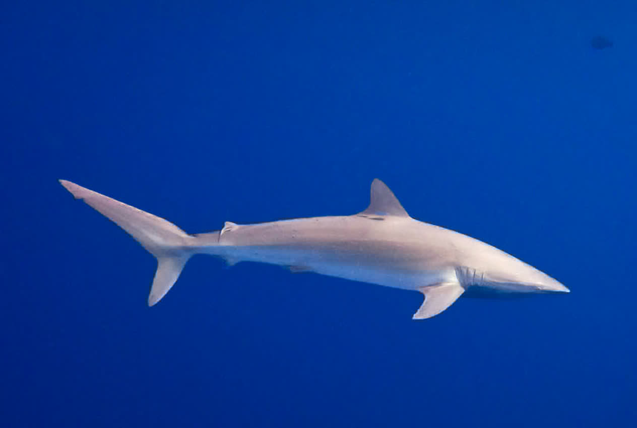 Silky shark | Mote Marine Laboratory & Aquarium