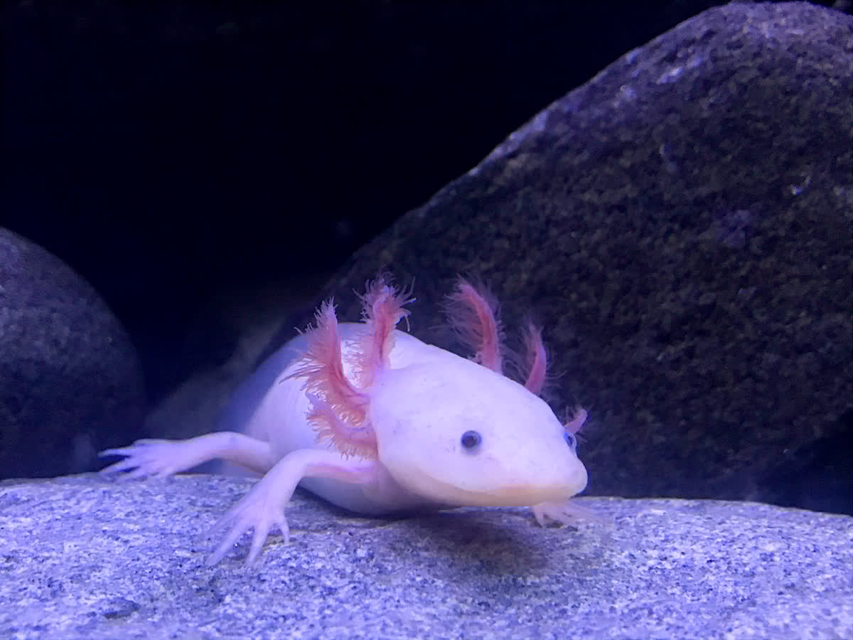 Axolotl | Mote Marine Laboratory & Aquarium