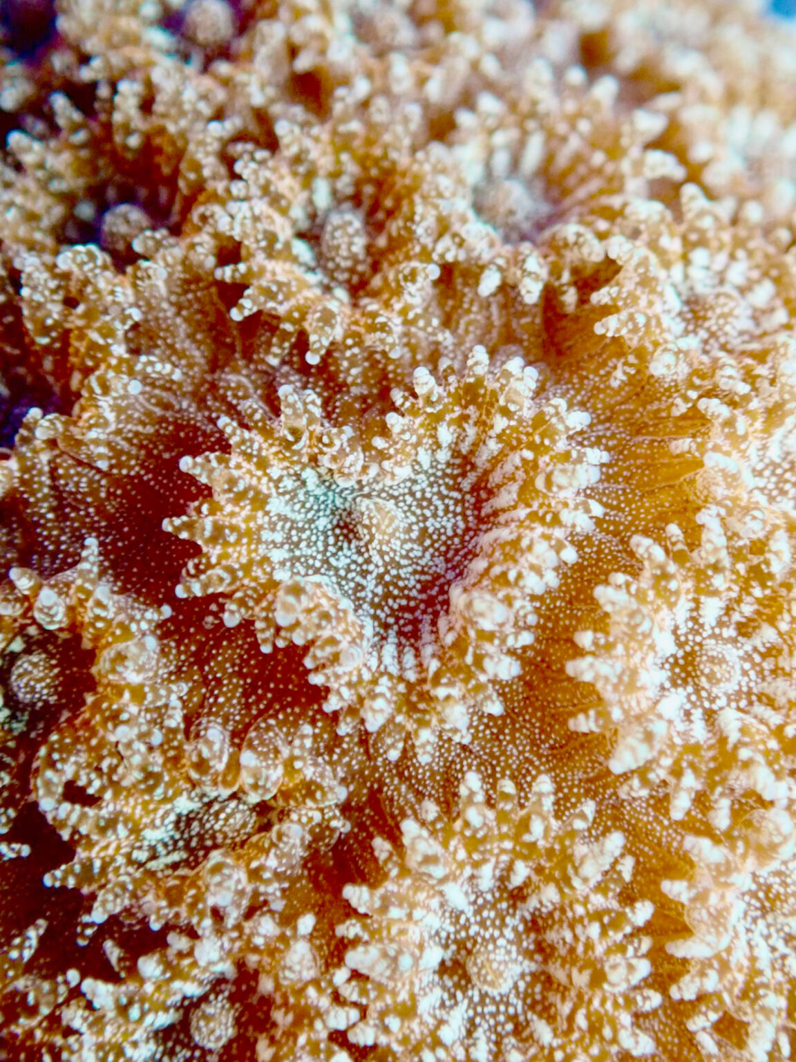 Mote's Key Largo Coral Nursery | Mote Marine Laboratory & Aquarium