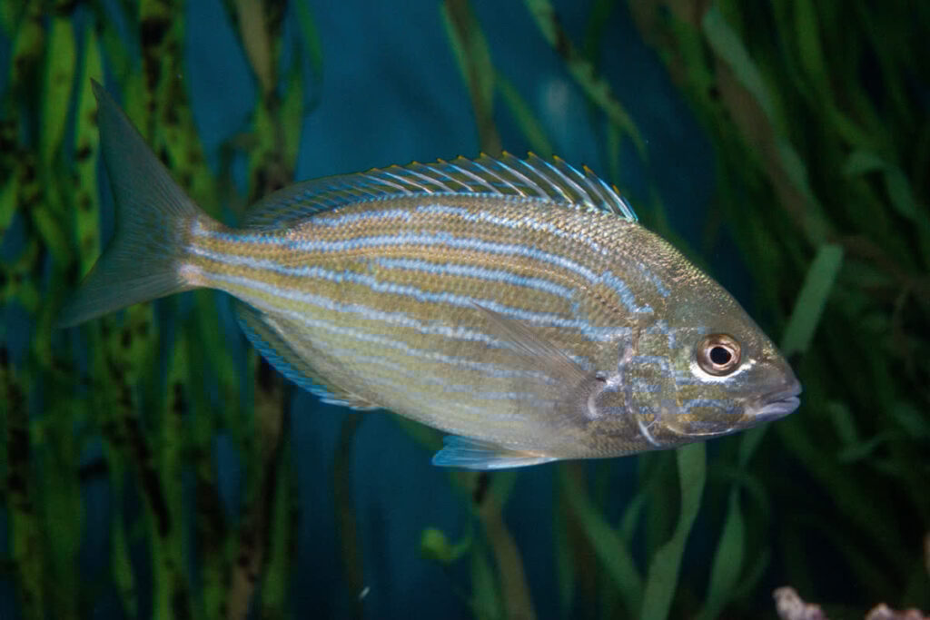 Pinfish | Mote Marine Laboratory & Aquarium