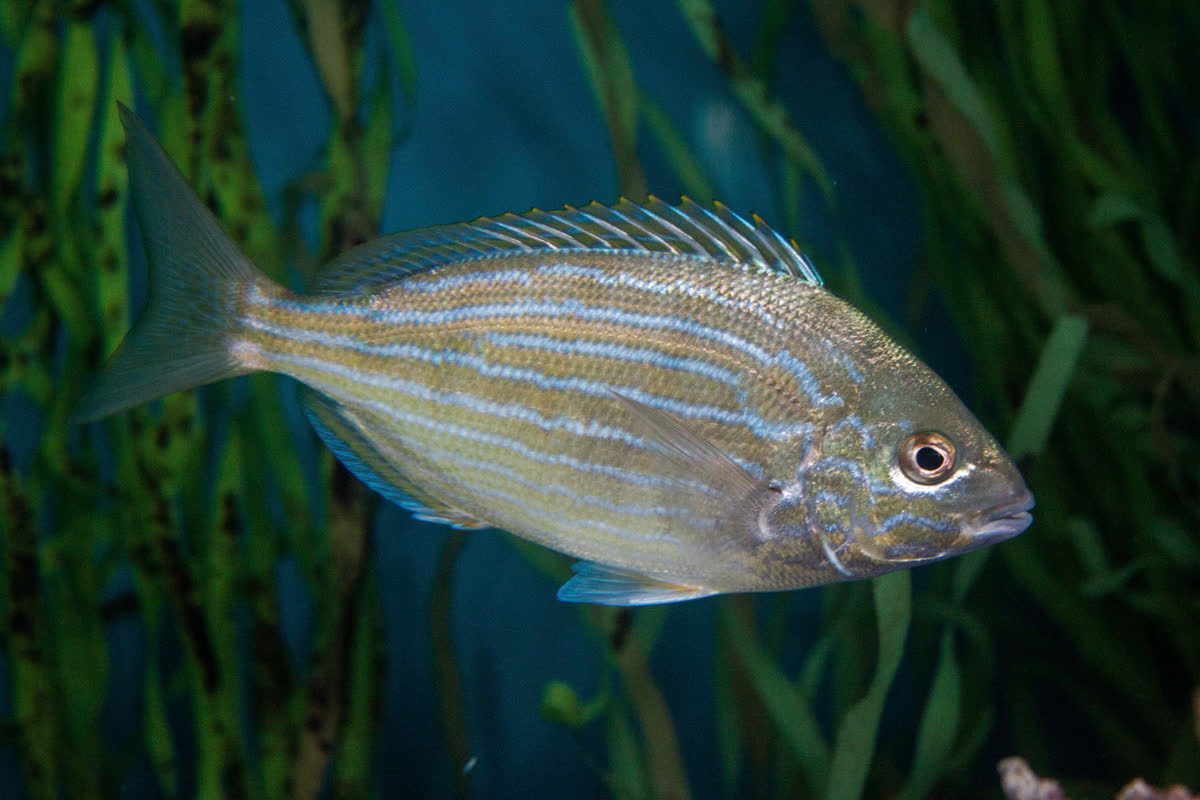 Pinfish | Mote Marine Laboratory & Aquarium