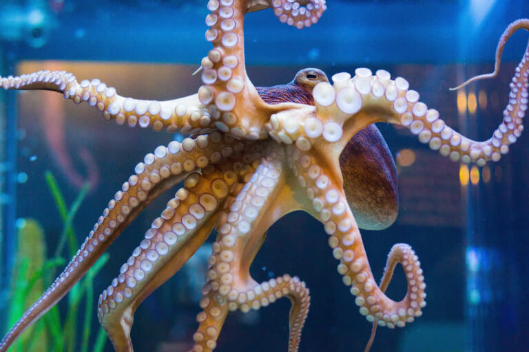 Common octopus | Mote Marine Laboratory & Aquarium