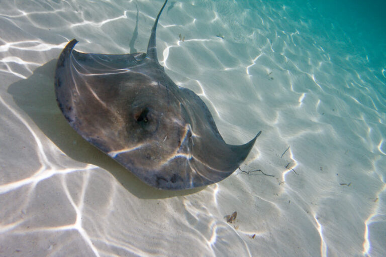Southern stingray | Mote Marine Laboratory & Aquarium
