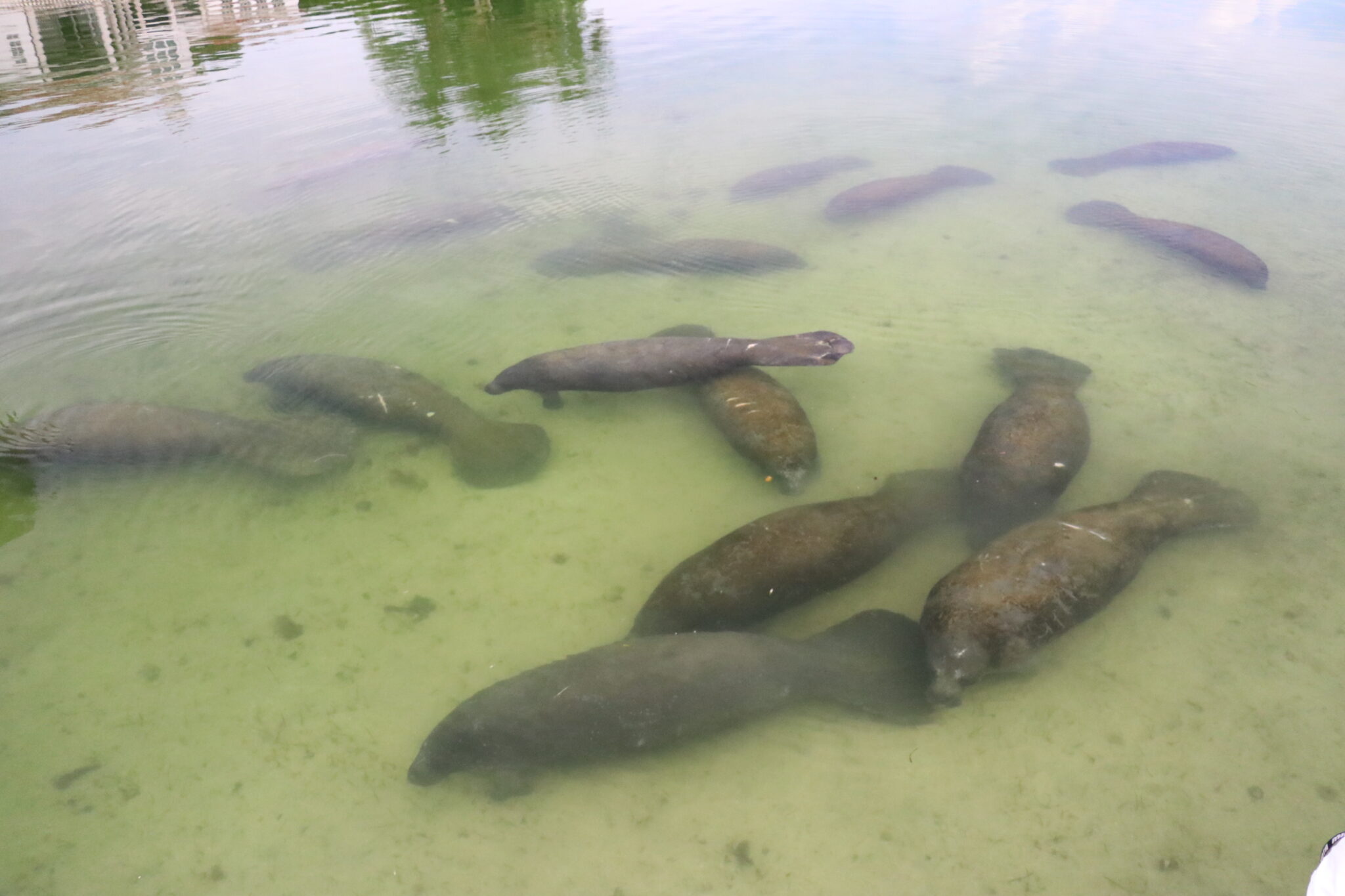 Mote Marine Laboratory Awarded NSF Grant for AI-Driven Marine Animal ...